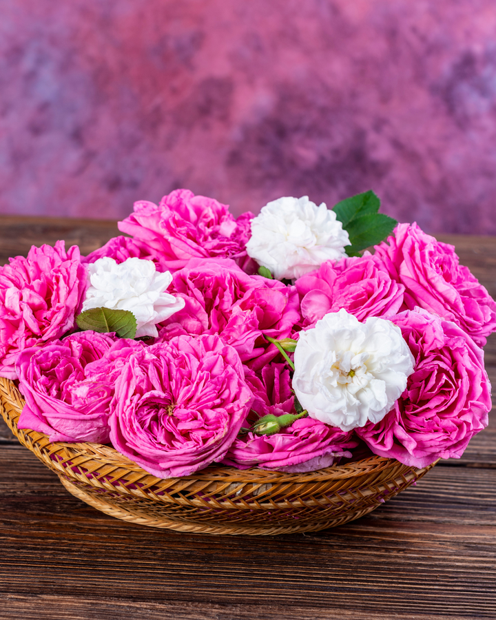 Paneer Rose – Fancy Florist